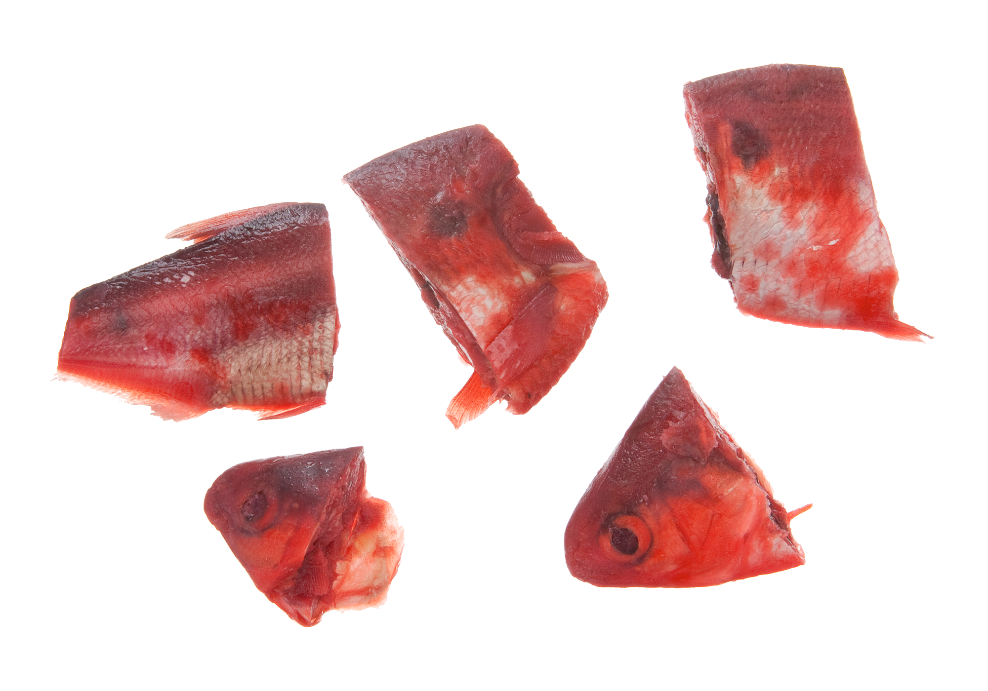 Magic Preserved Cut Shad | Cabela's